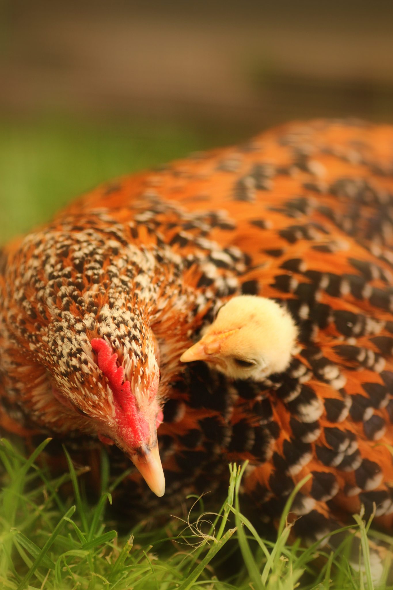 Chook chook chook Chickens! - SAFE Animal Squad - Together we can make ...